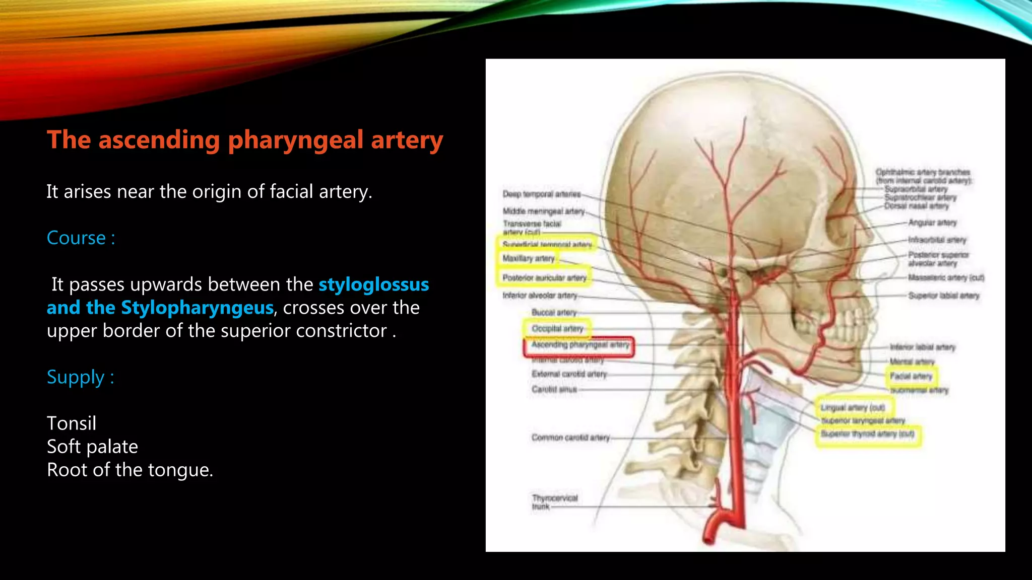 Blood supply of head and neck | PPTX