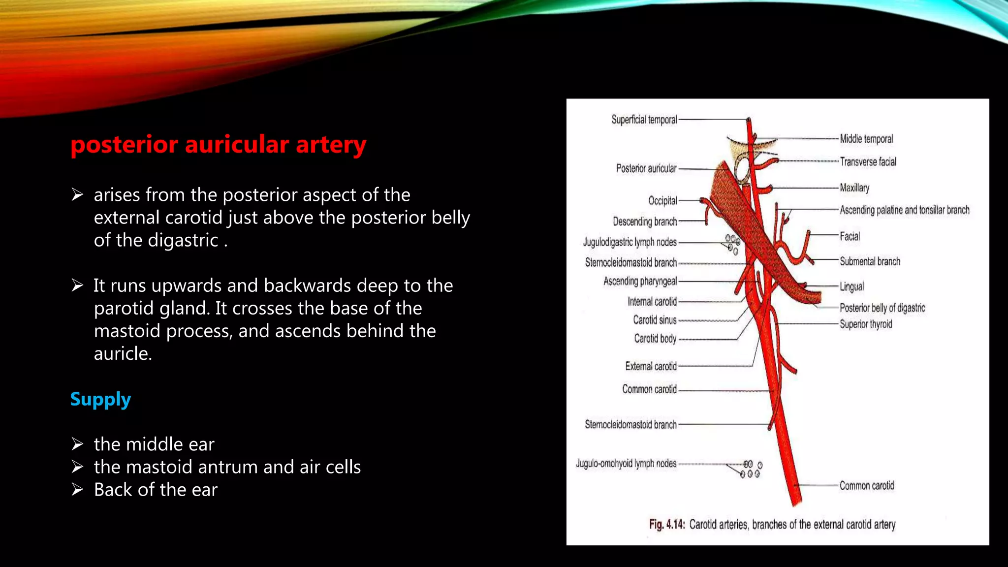 Blood supply of head and neck | PPTX