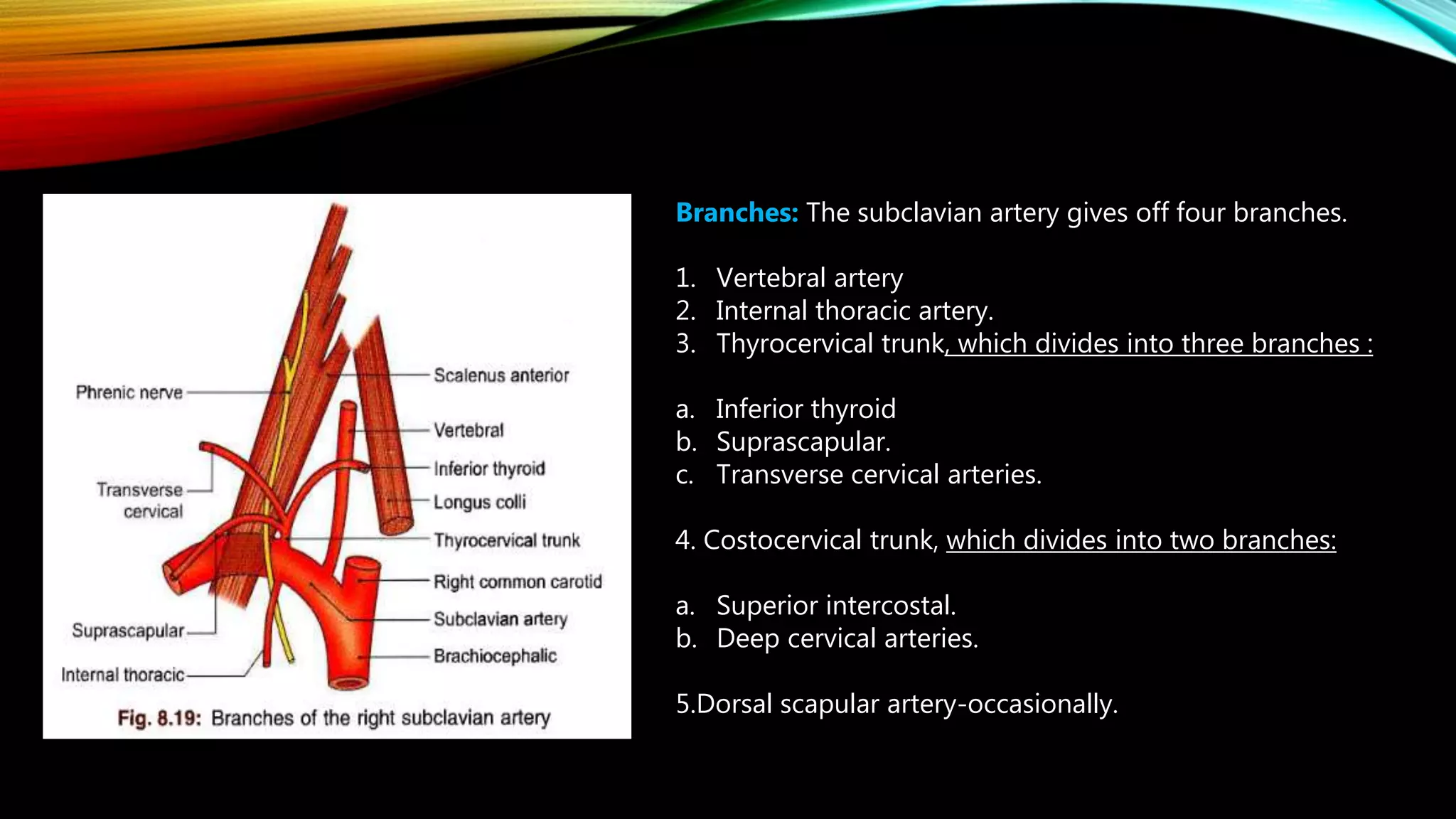 Blood supply of head and neck | PPTX