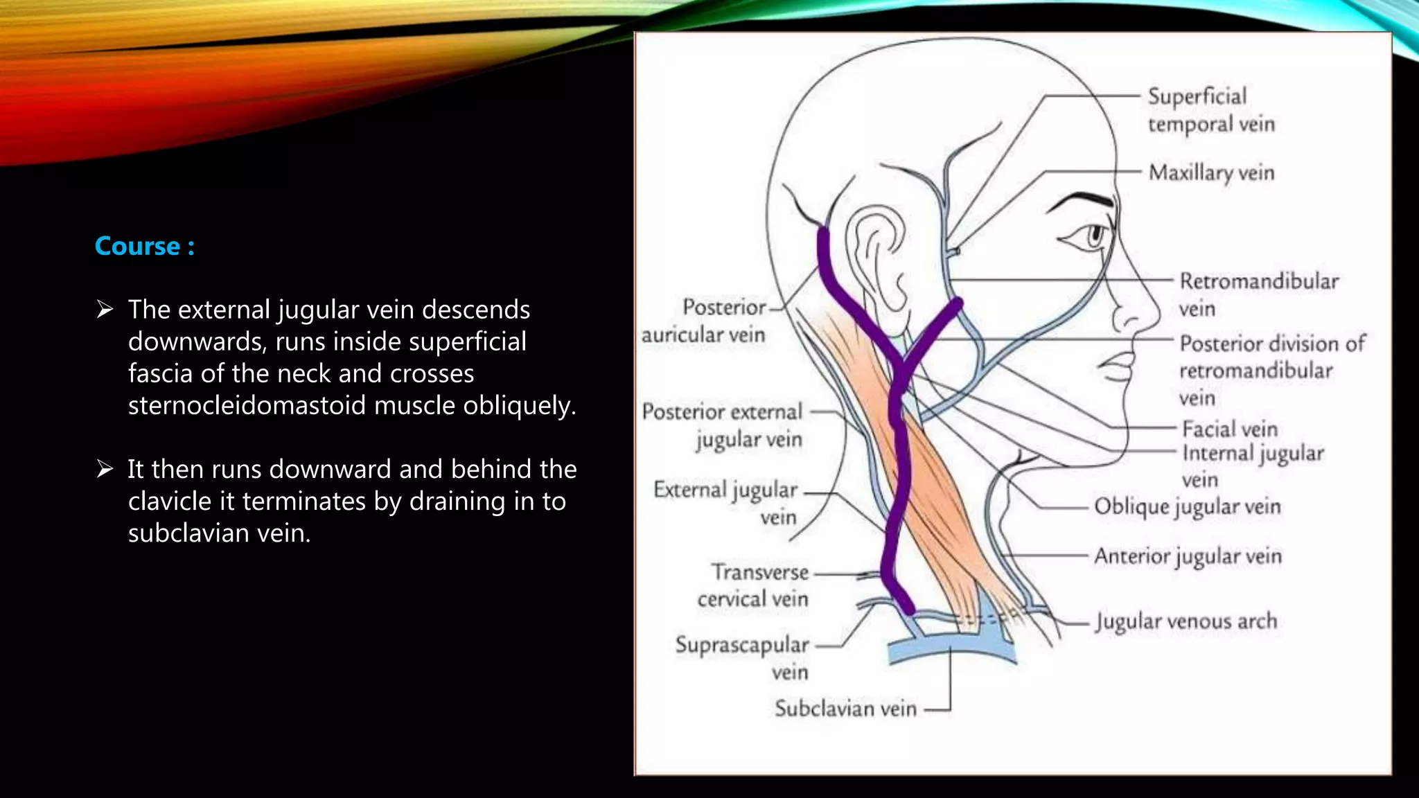 Blood supply of head and neck | PPTX