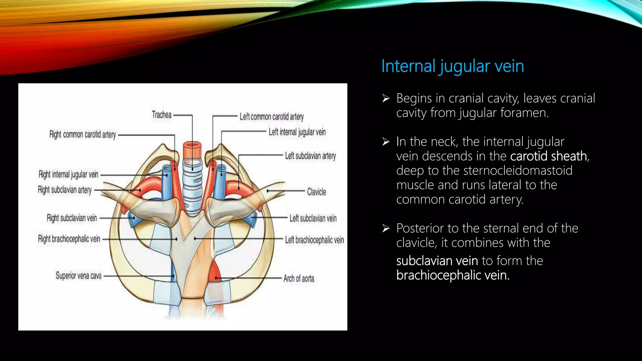 Blood supply of head and neck | PPTX