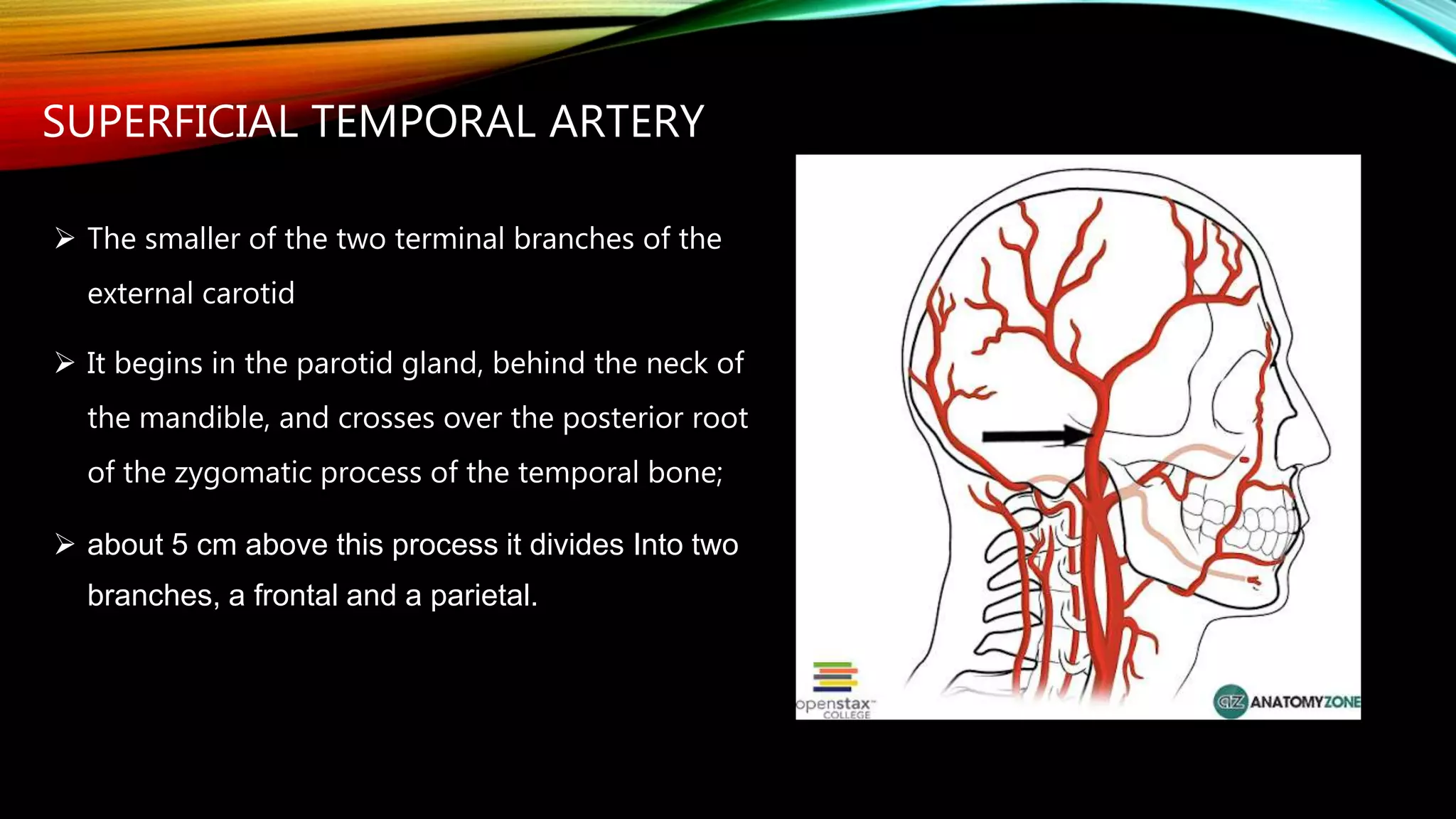 Arterial supply of head and neck | PPTX