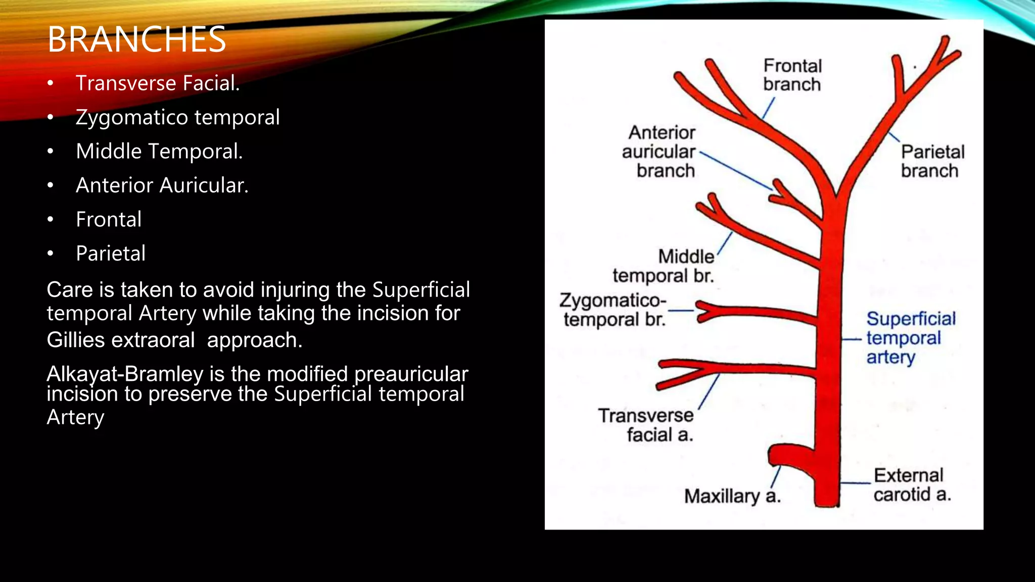 Arterial supply of head and neck | PPTX