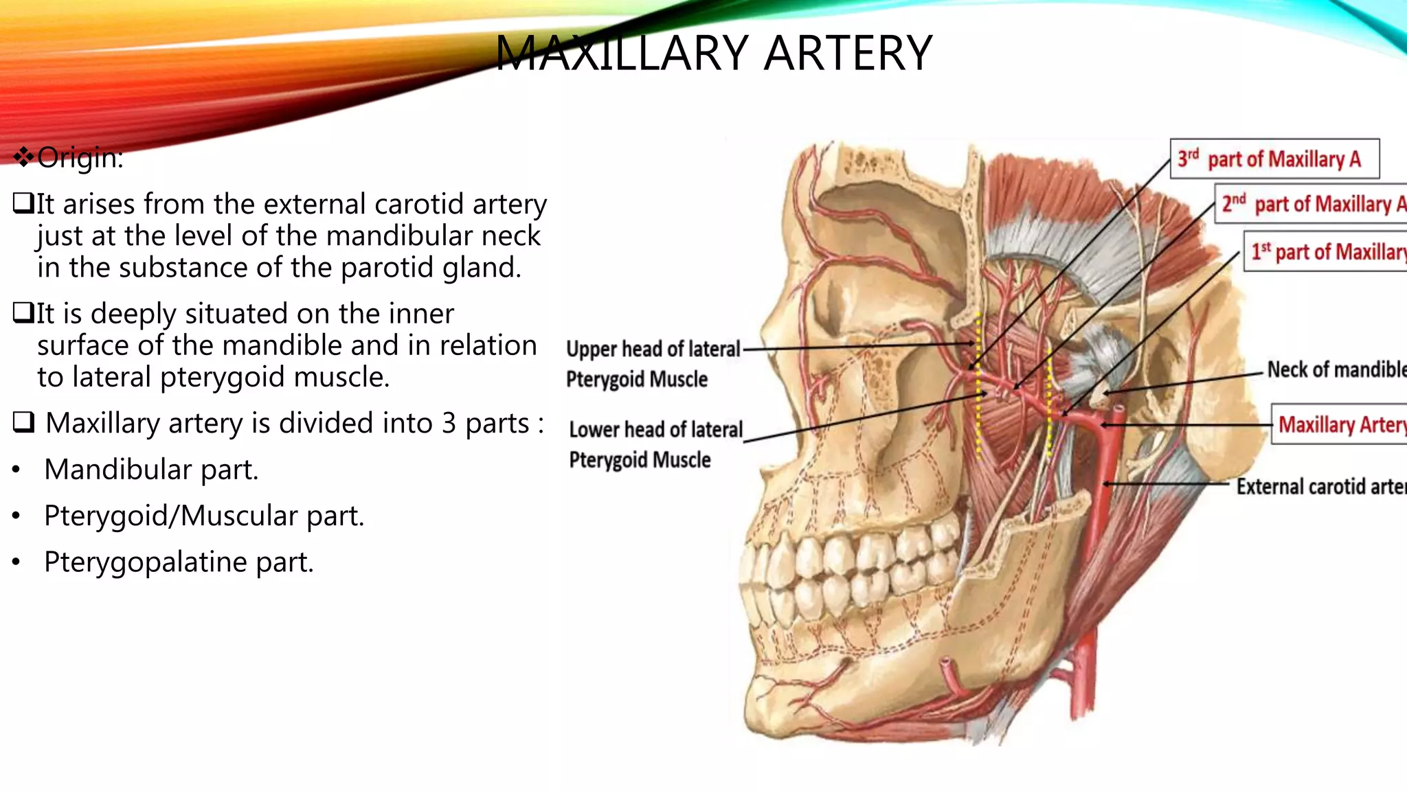 Arterial supply of head and neck | PPTX