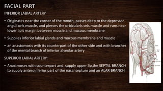 Arterial supply of head and neck | PPTX
