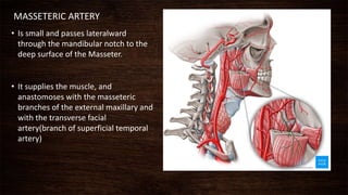 Arterial supply of head and neck | PPTX