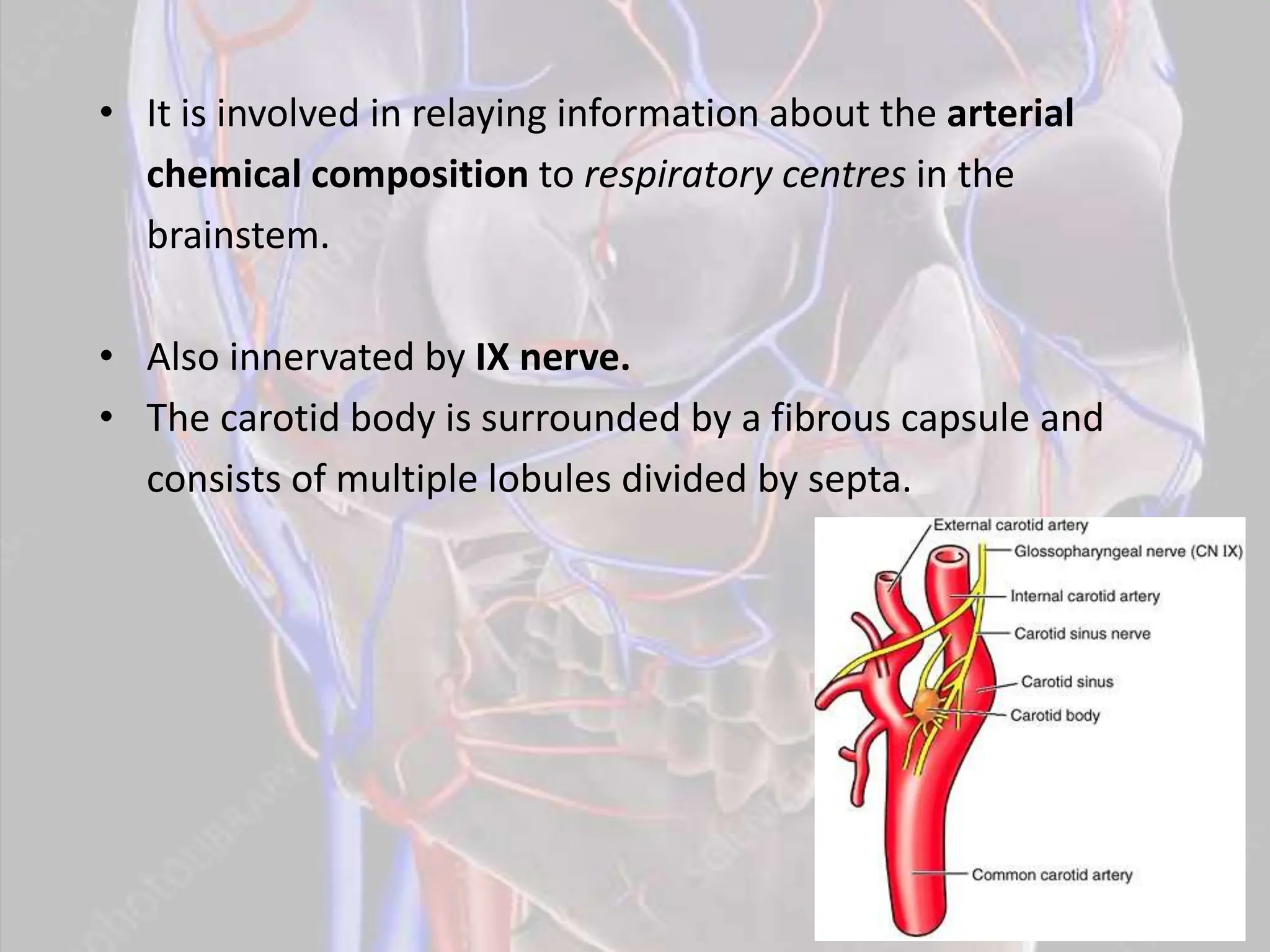 ARTERIAL SUPPLY OF HEAD AND NECK (1)-1.pptx