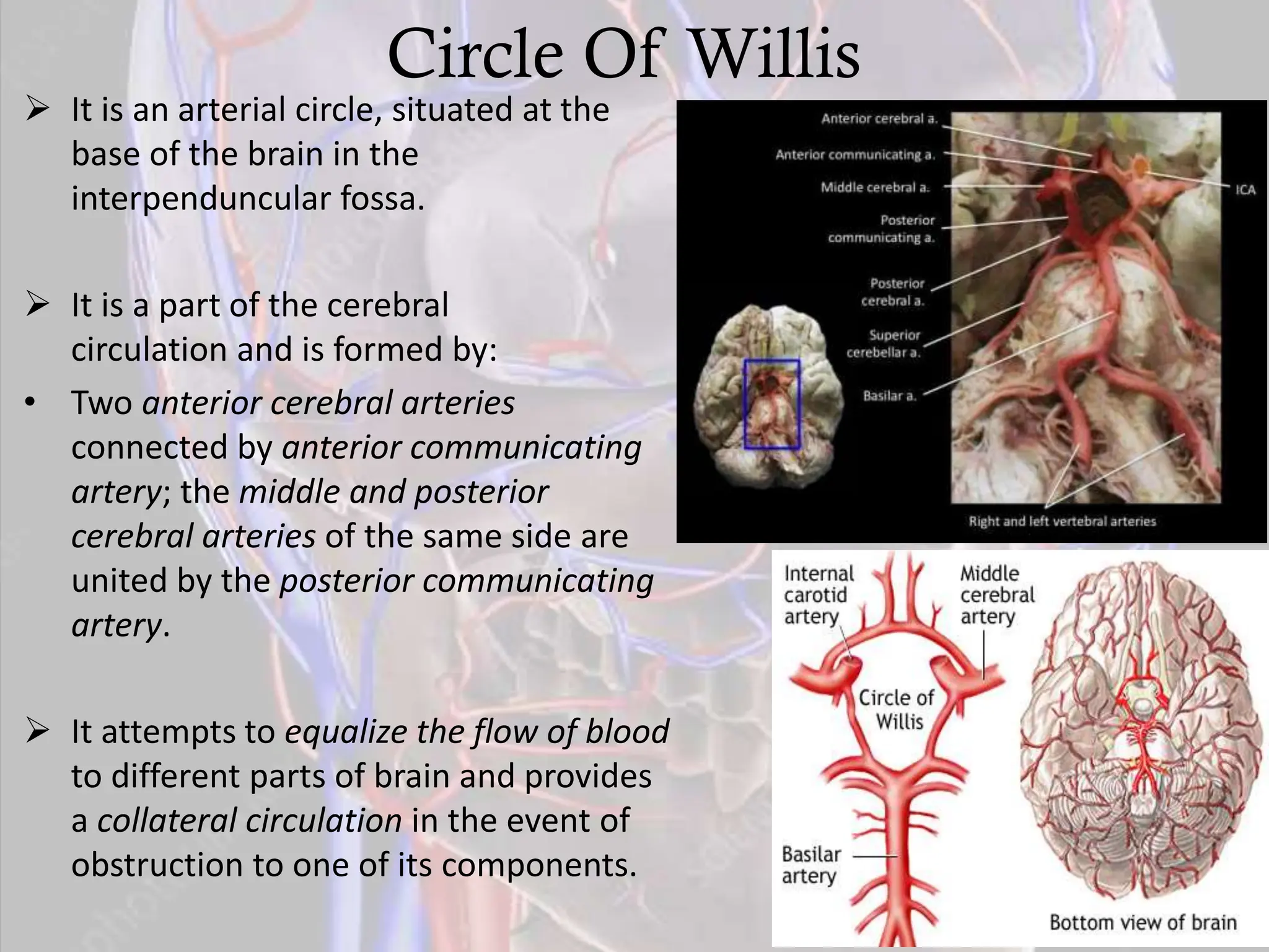 ARTERIAL SUPPLY OF HEAD AND NECK (1)-1.pptx