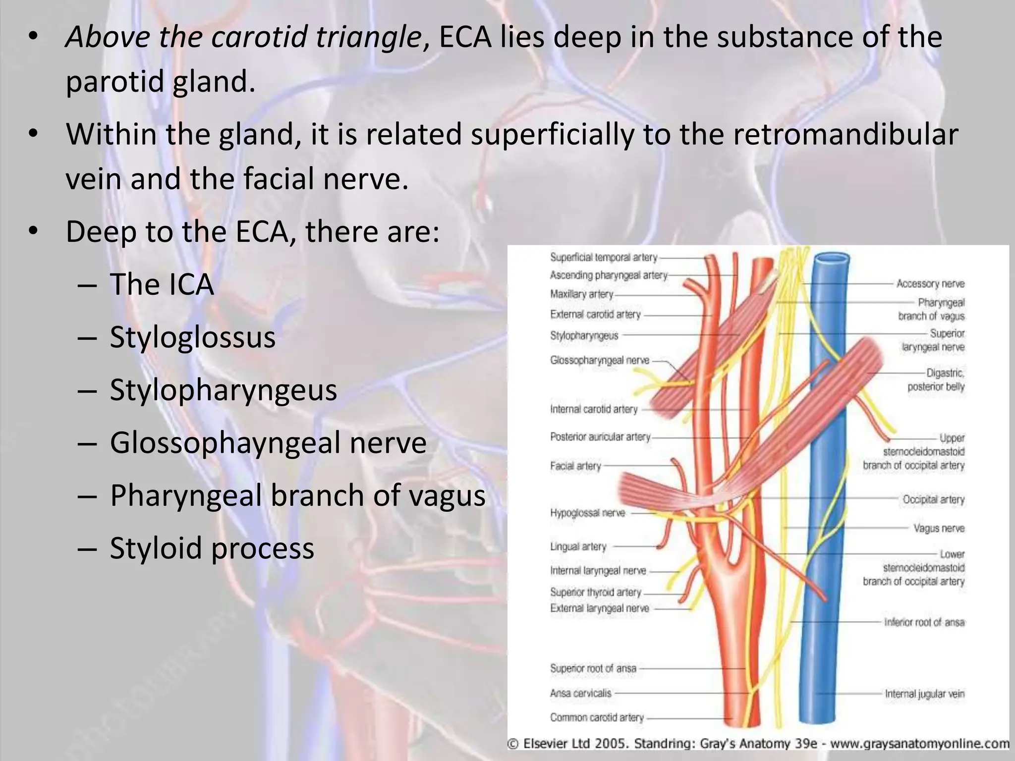 ARTERIAL SUPPLY OF HEAD AND NECK (1)-1.pptx