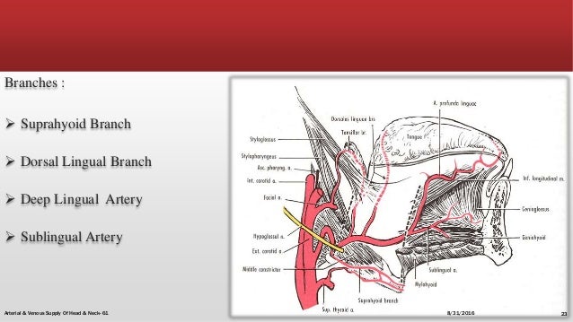 Lingual Artery Branches