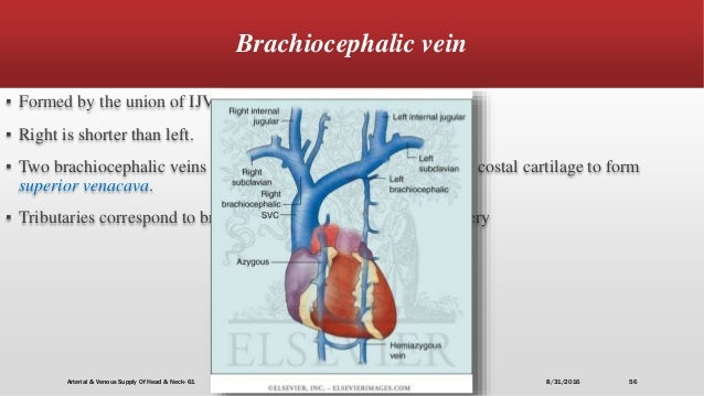 Arterial supply & venous drainage of head and neck manohar