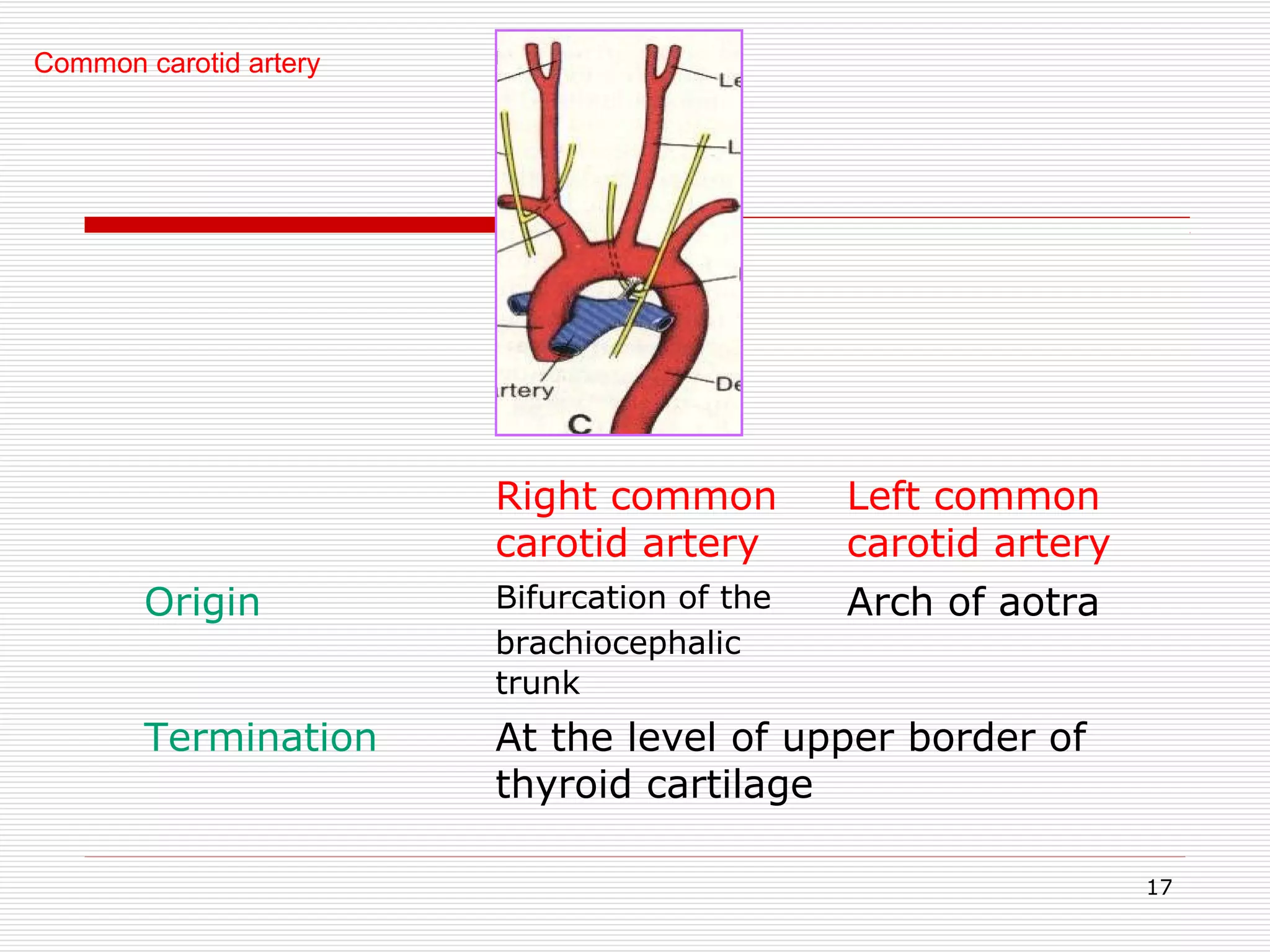 Arterial supply of head and neck | PPT