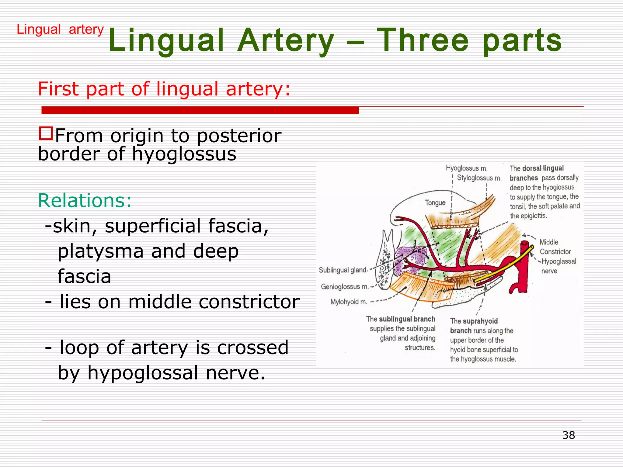 Arterial supply of head and neck | PPT