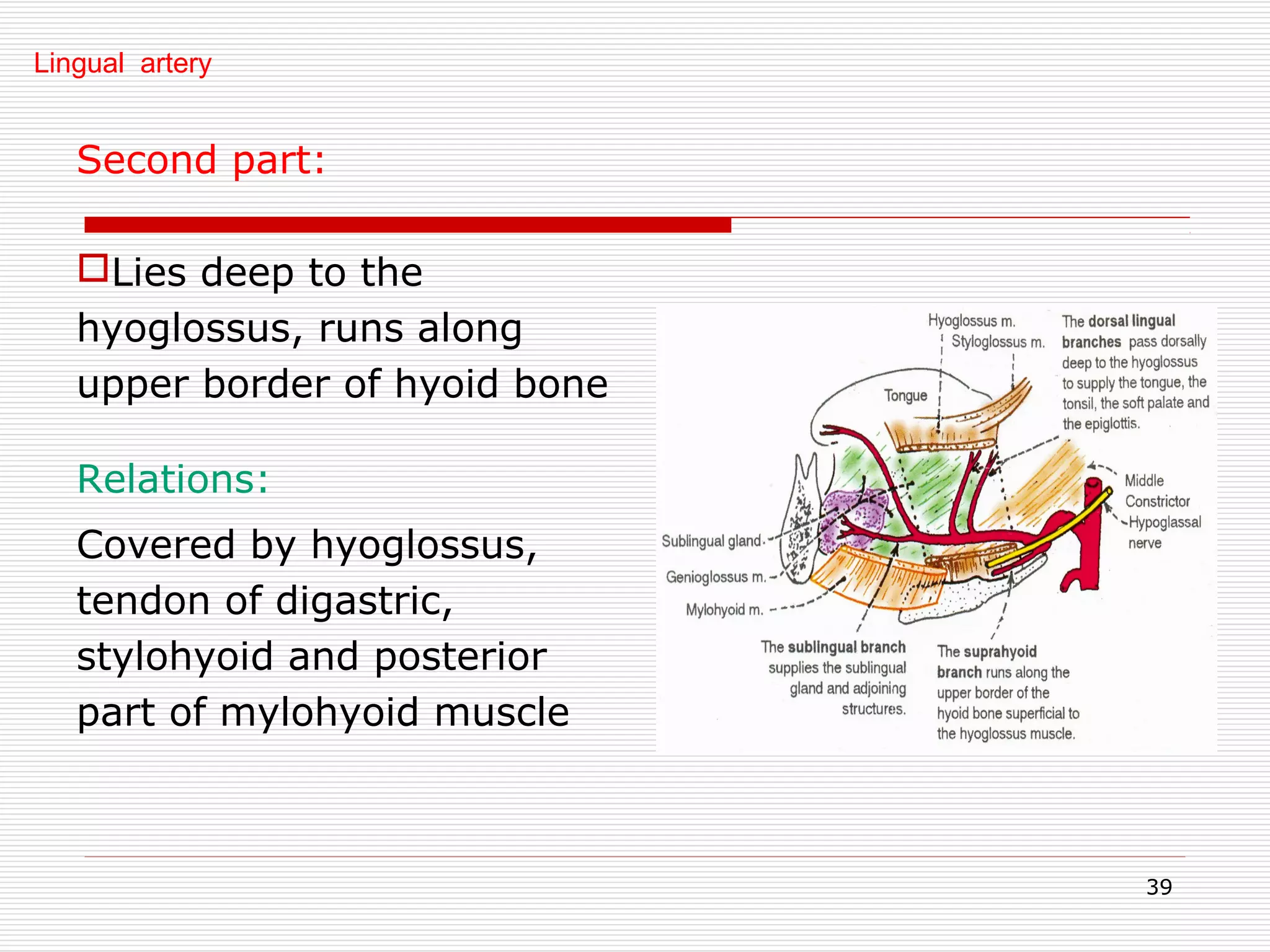 Arterial supply of head and neck | PPT