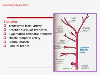 Arterial supply of head and neck | PPT