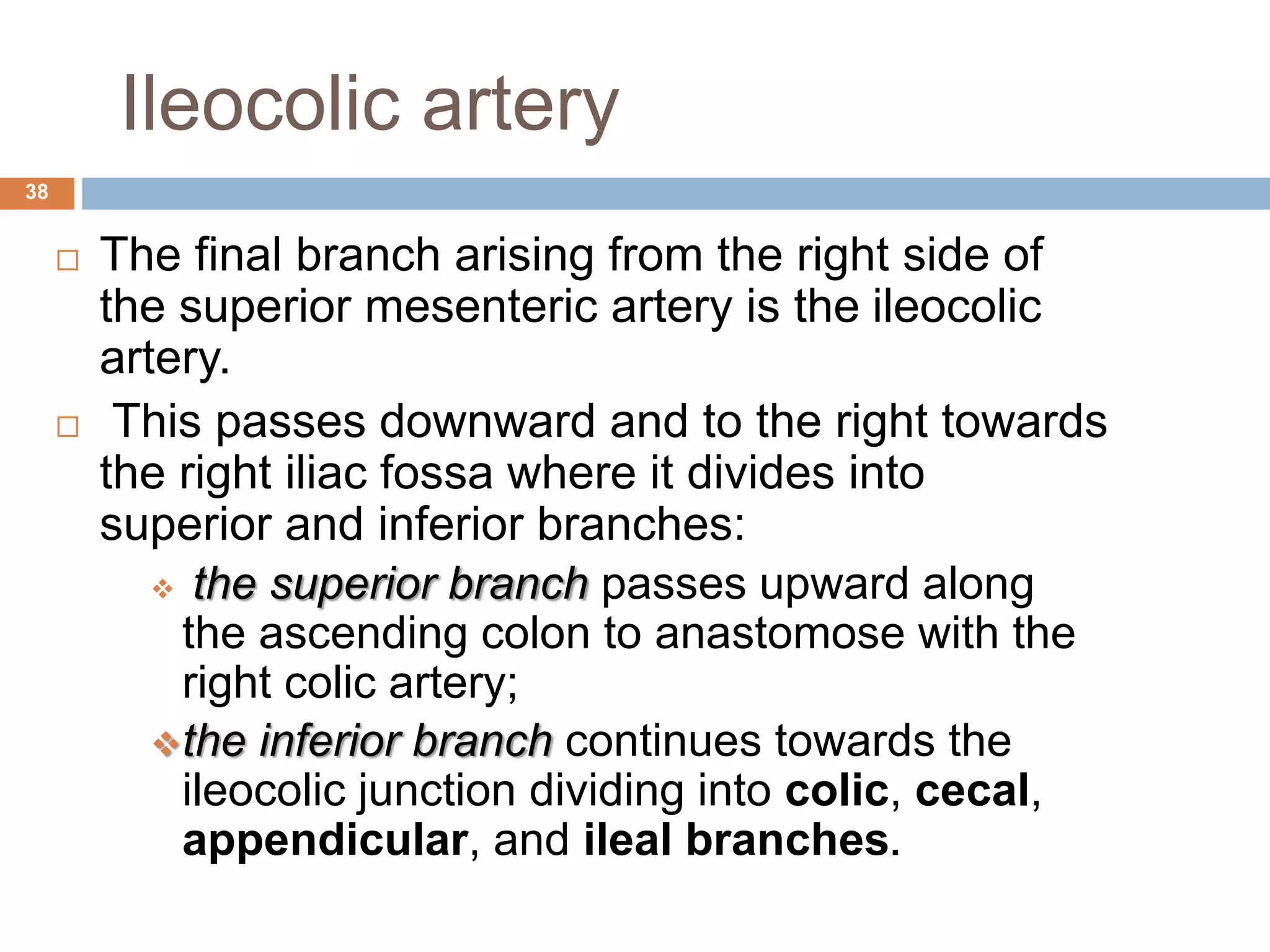 Arterialsupplyoftheabdomen aorta- | PPTX