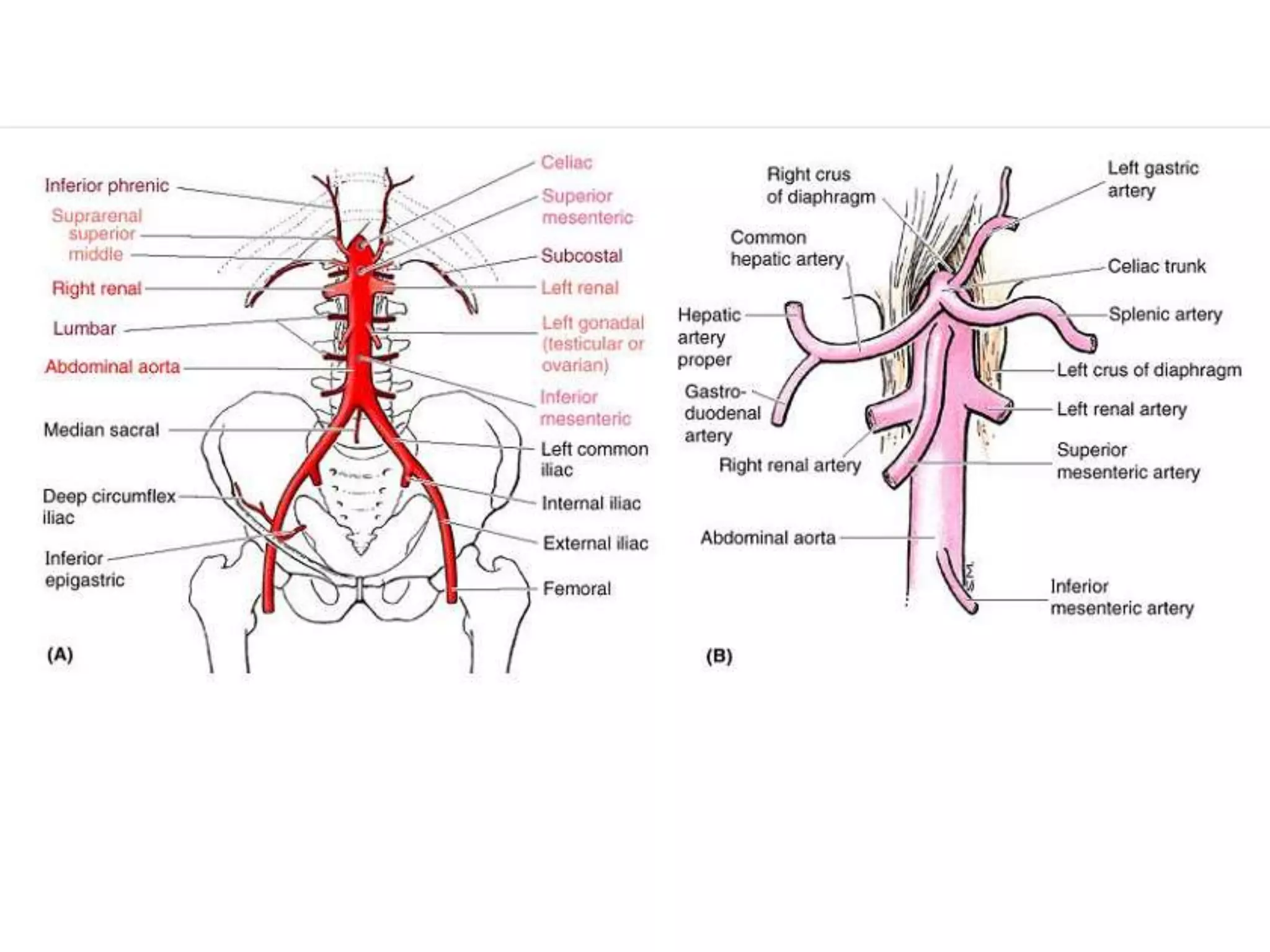 Arterialsupplyoftheabdomen aorta- | PPTX