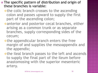 Arterial supply of the Abdomen : Abdominal Aorta | PPTX