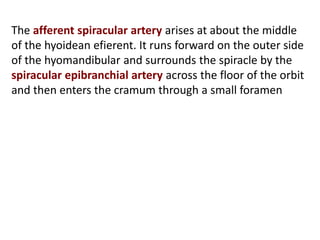 Arterial System-WPS Office.pptx