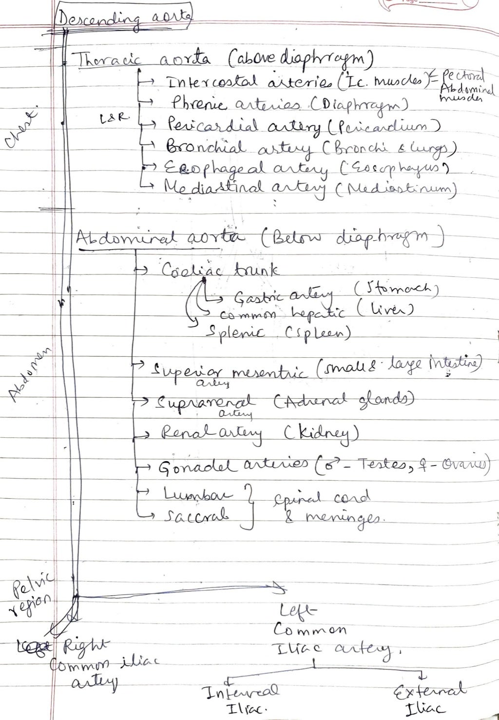 Arterial system flow chart.pdf