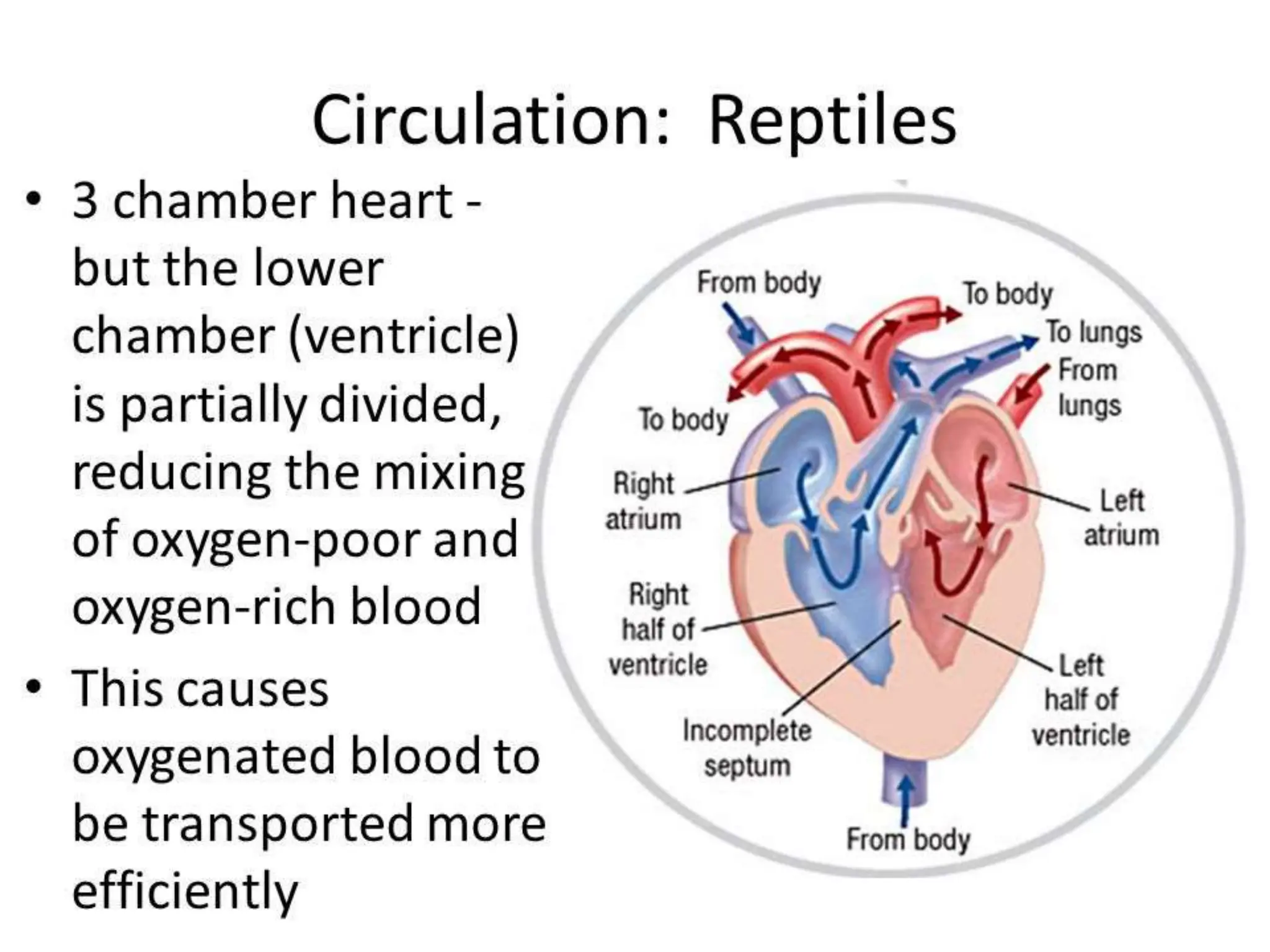 Arterial System Reptiles.pptx | Heart and Cardiovascular Diseases ...