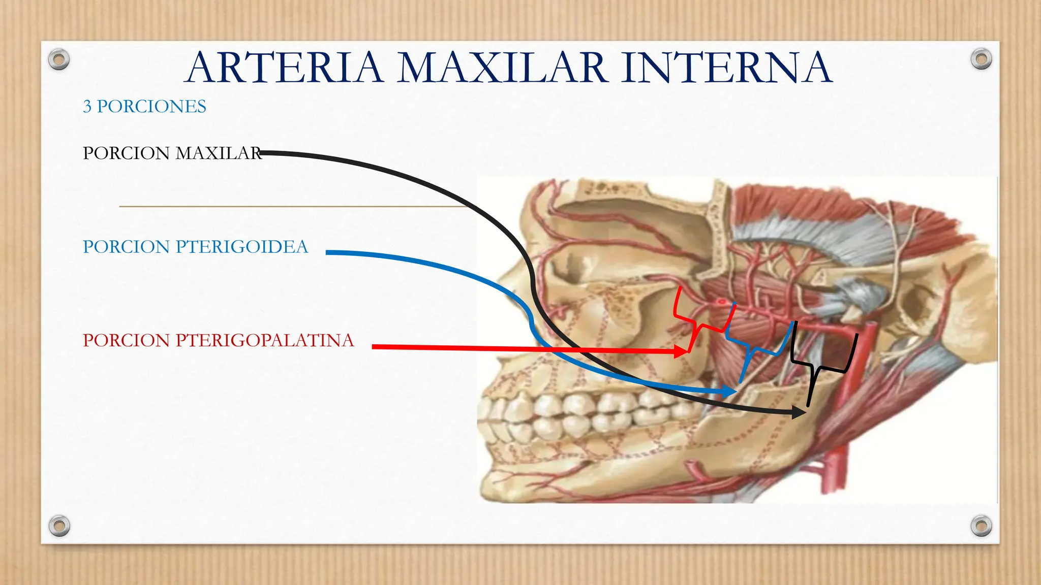 arteria maxilar interna 1.pptxxxtkskwkid | PPT