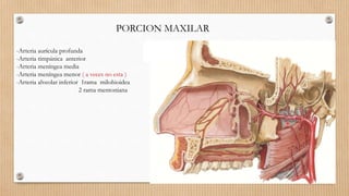arteria maxilar interna 1.pptxxxtkskwkid | PPTX