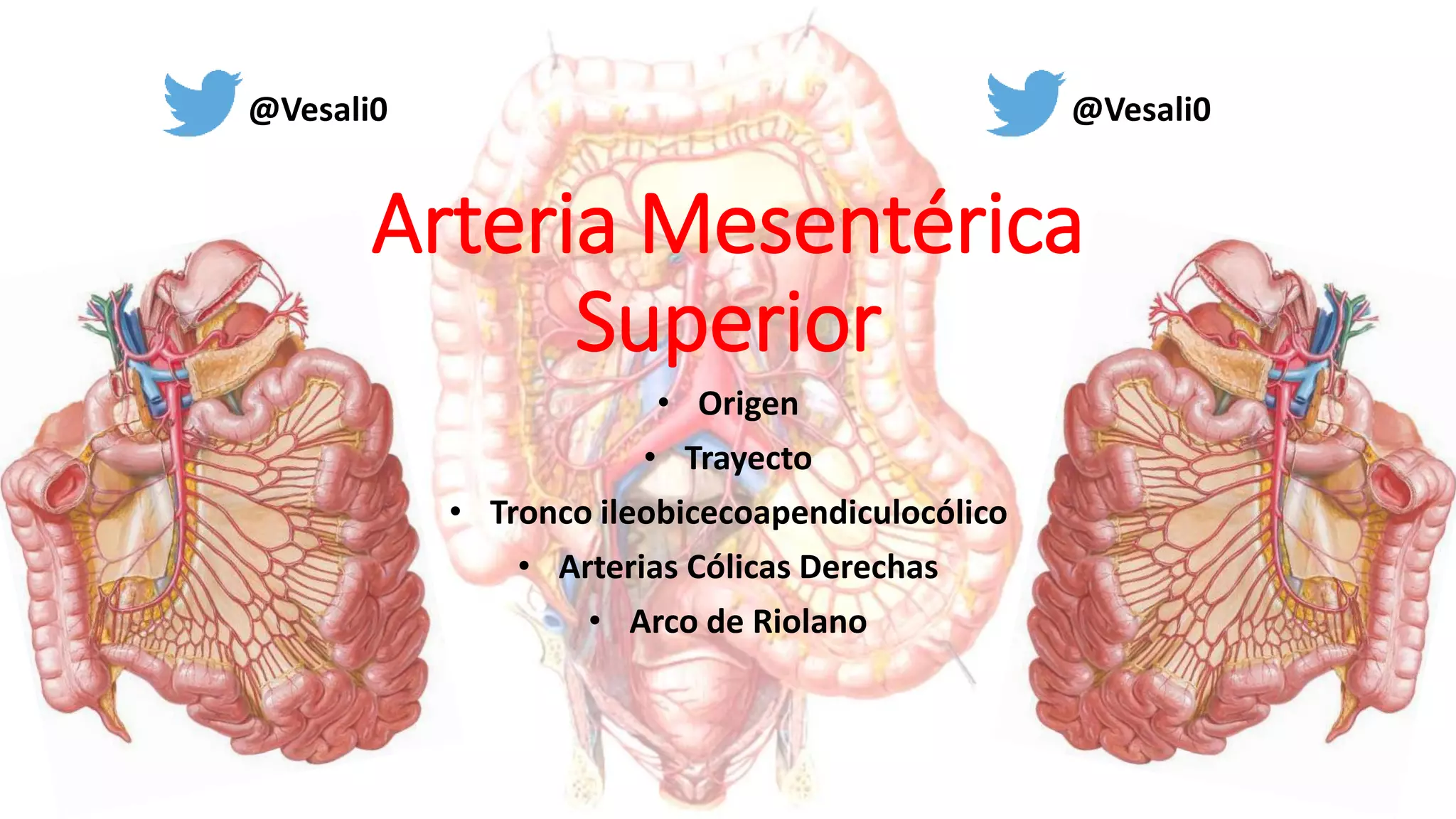 Anatomía - Arteria mesentérica superior (Arterias Cólicas, Arco de ...