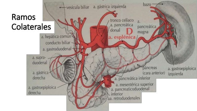 Anatomía - Arteria mesentérica superior