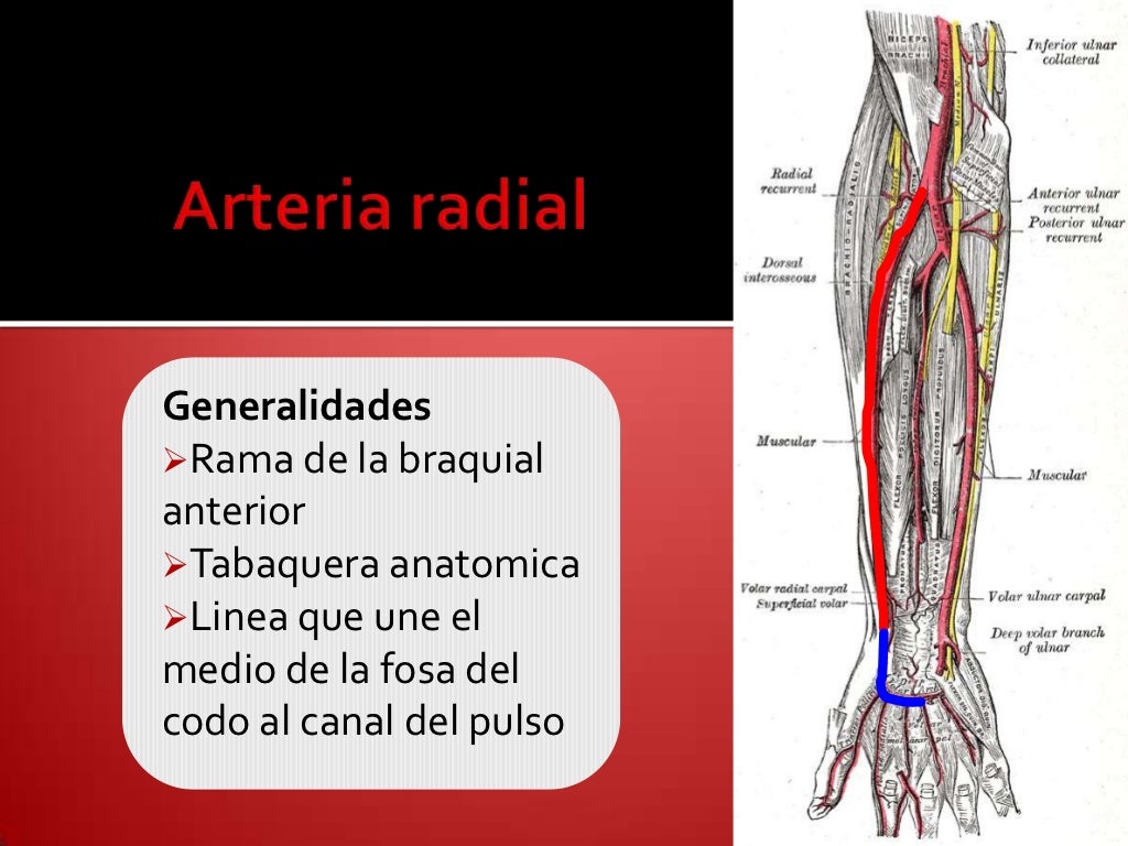 Arteria radial