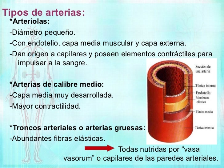 ¿Qué Es La Estructura De Una Arteria? – YUHEP