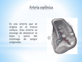 Arterias | PPTX