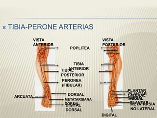 Arterias ABDOMINALES, PELVIS Y EXTREMIDADES INFERIORES | PPTX