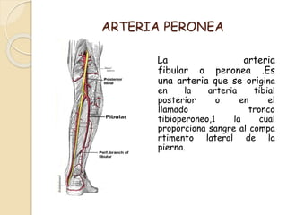 Arterias | PPTX