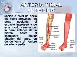 Arterias | PPT