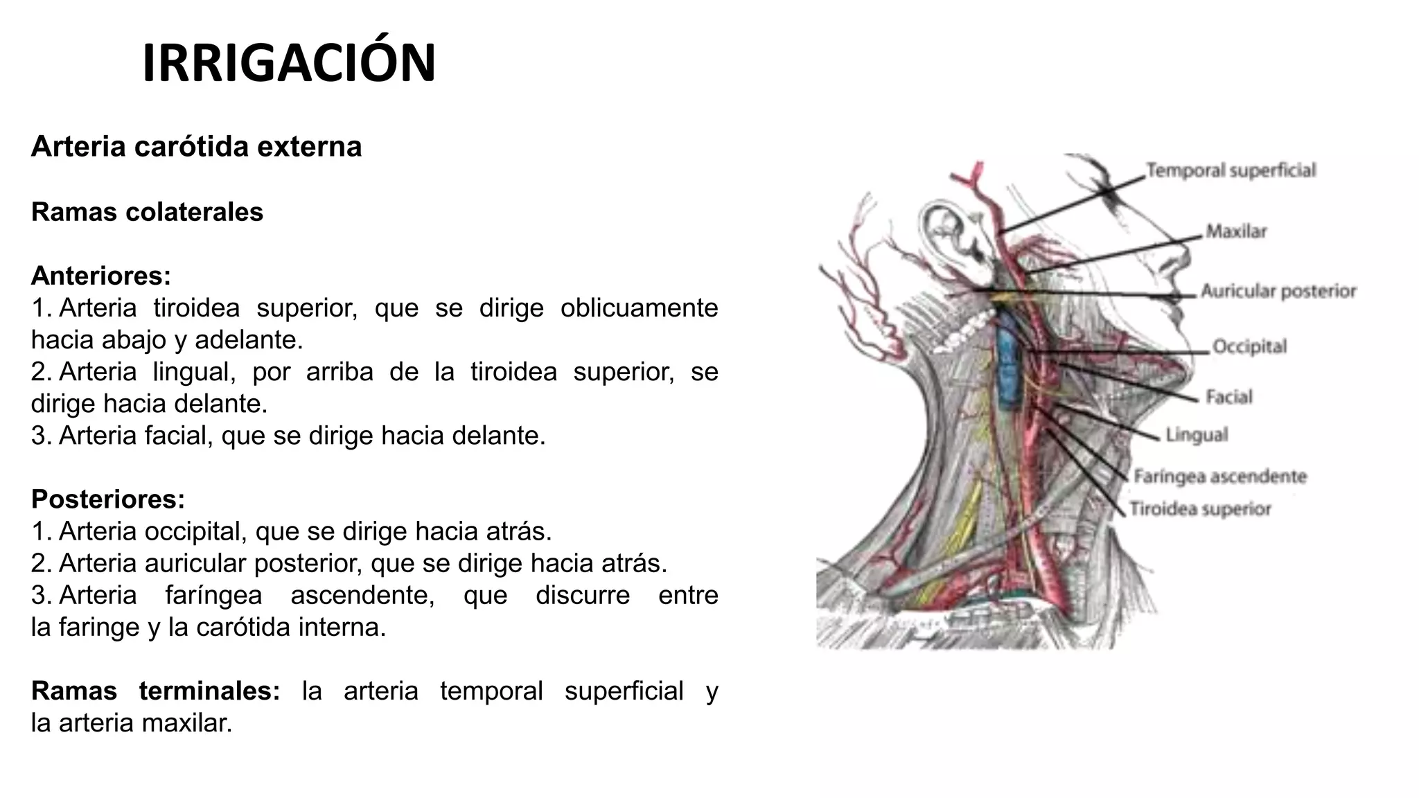 Arterias faciales | PPTX