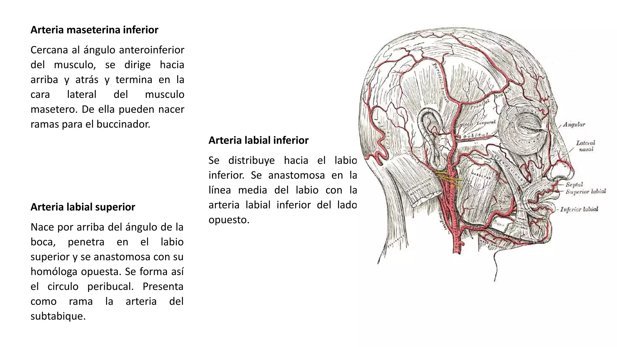 Arterias faciales | PPTX | Thyroid Disorders | Endocrine and Metabolic ...