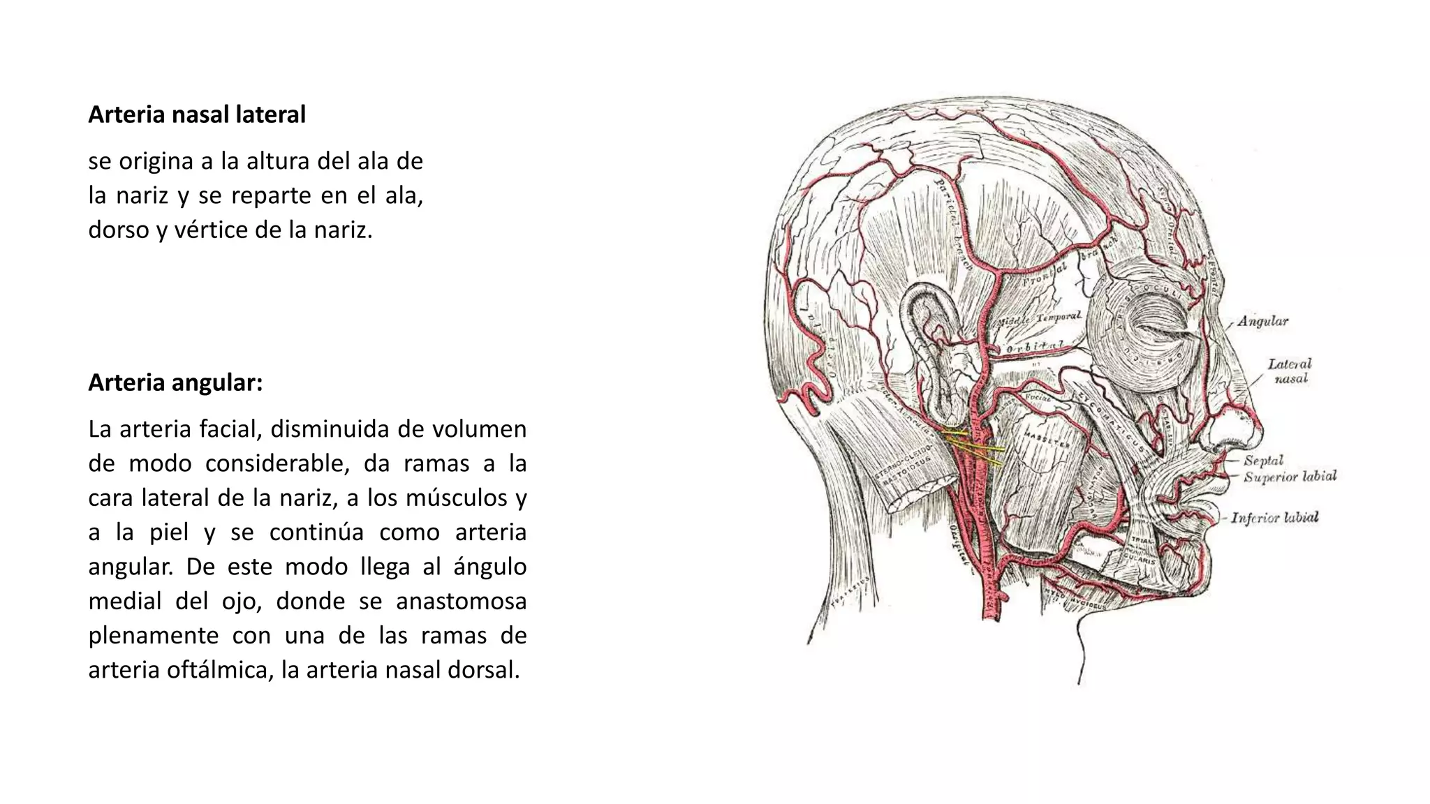 Arterias faciales | PPTX | Thyroid Disorders | Endocrine and Metabolic ...
