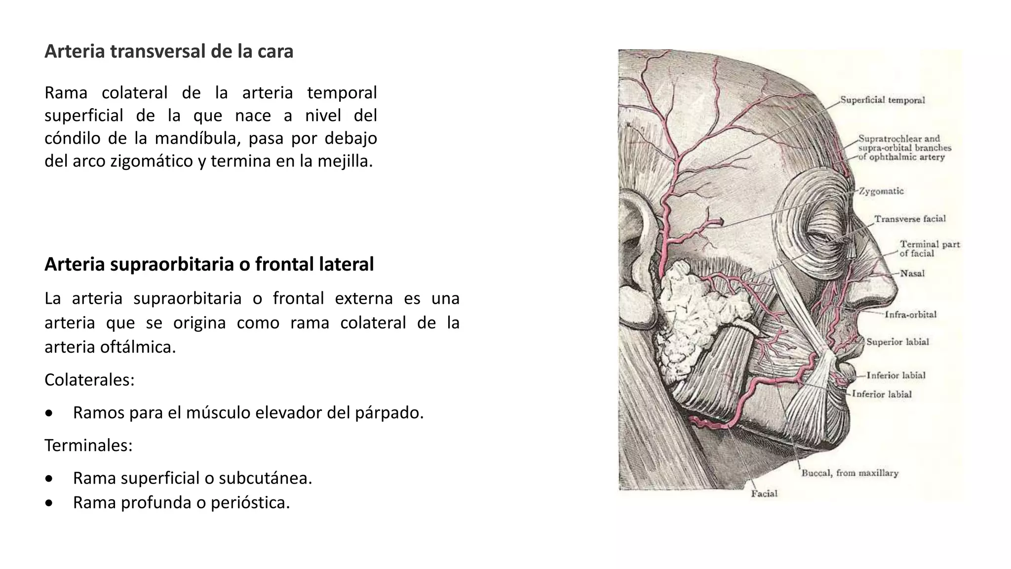 Arterias faciales | PPTX | Thyroid Disorders | Endocrine and Metabolic ...