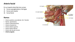 Arterias faciales | PPTX