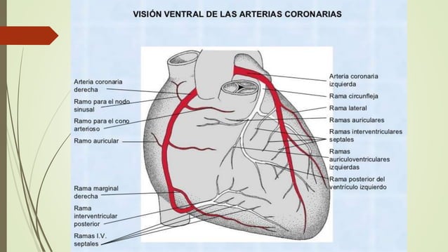 Arterias coronarias, circulación sanguínea del corazón, y sus arterias ...