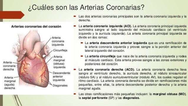 Arterias coronarias, circulación sanguínea del corazón, y sus arterias