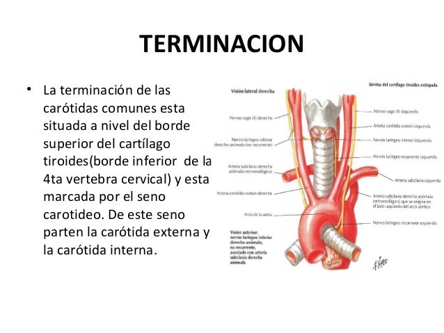 Arterias carótidas comunes