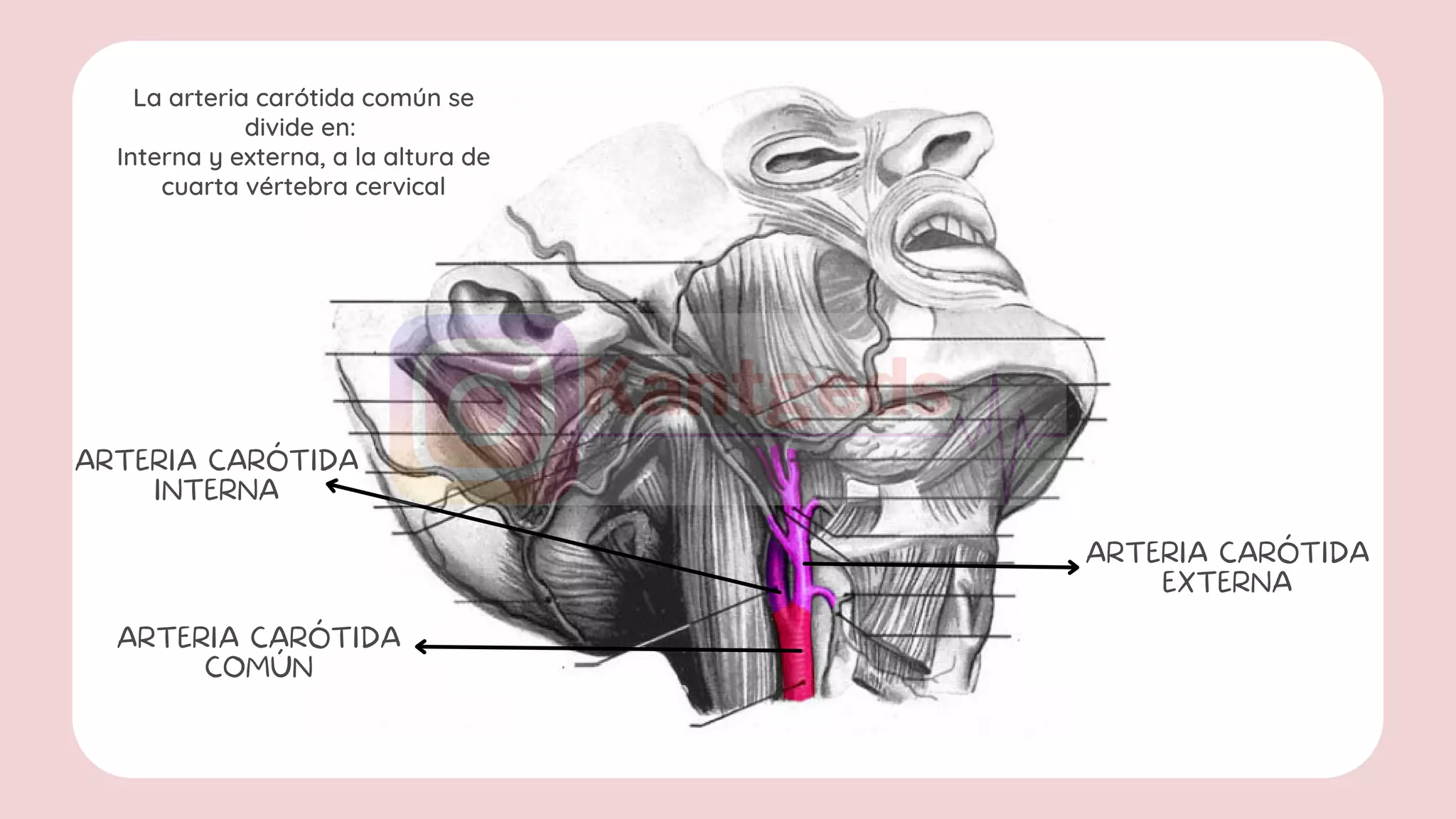 Arterias carótidas comunes - Kantgeds | PDF