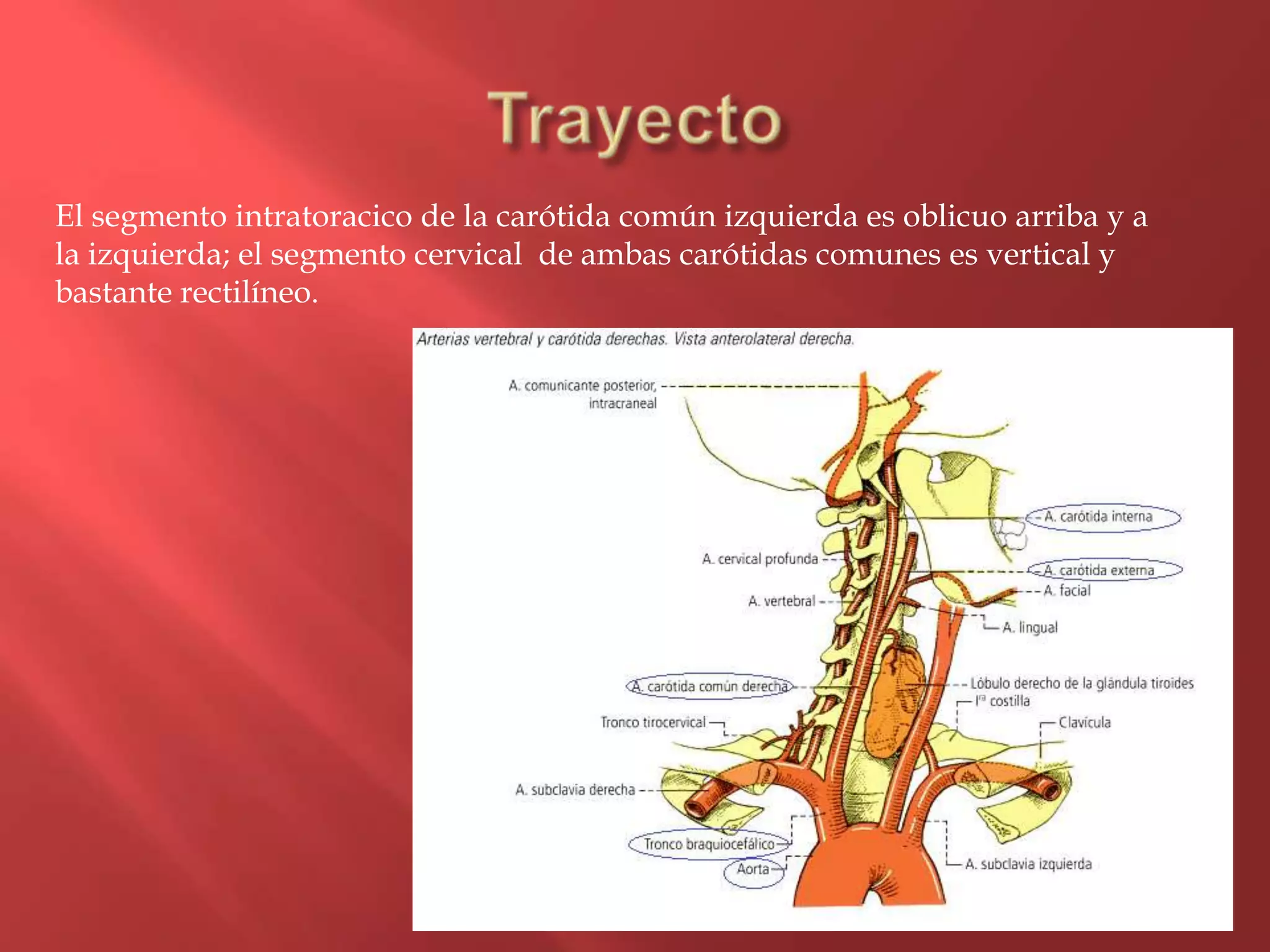 Arterias carótidas | PPT