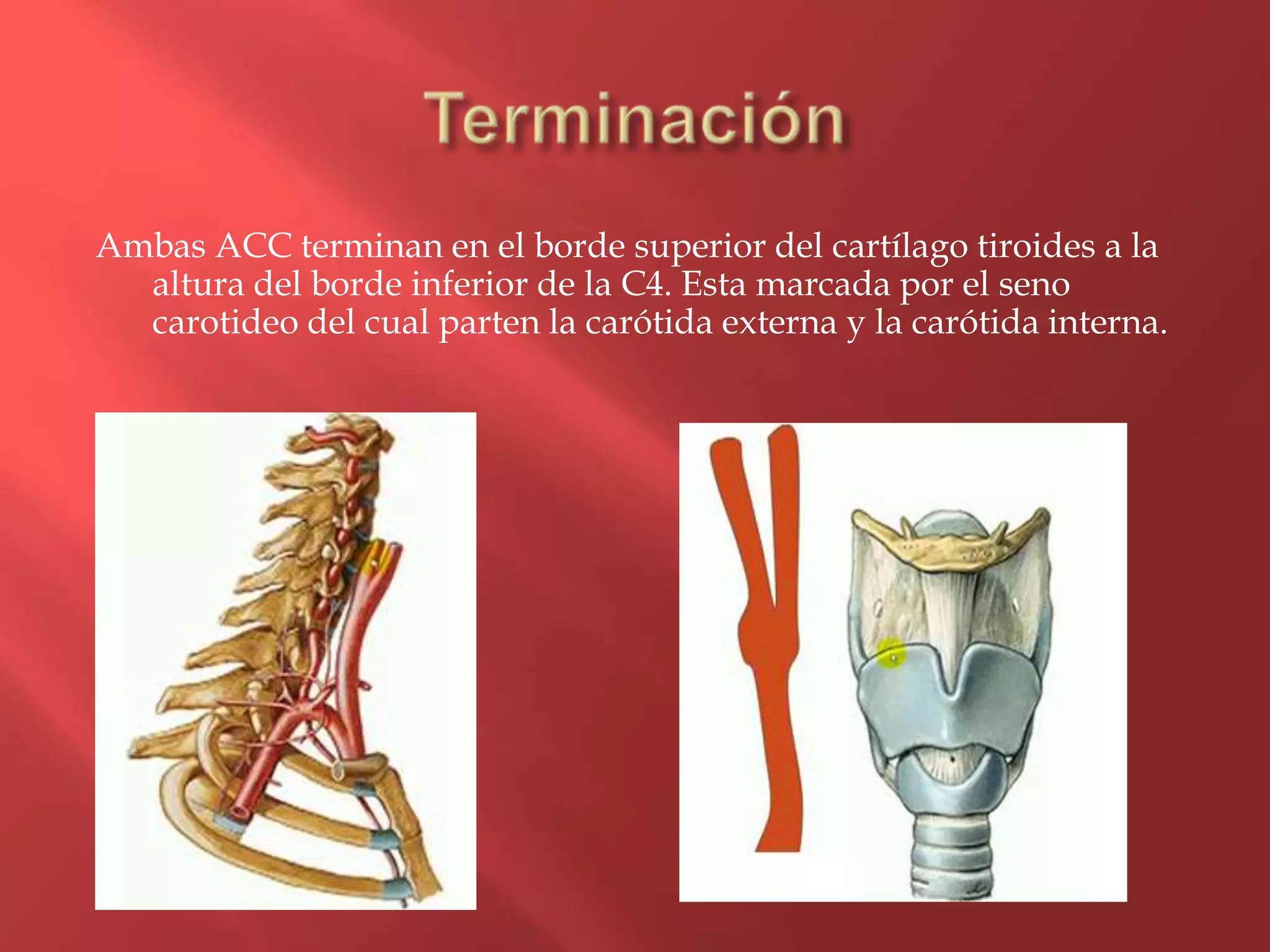 Arterias carótidas | PPTX