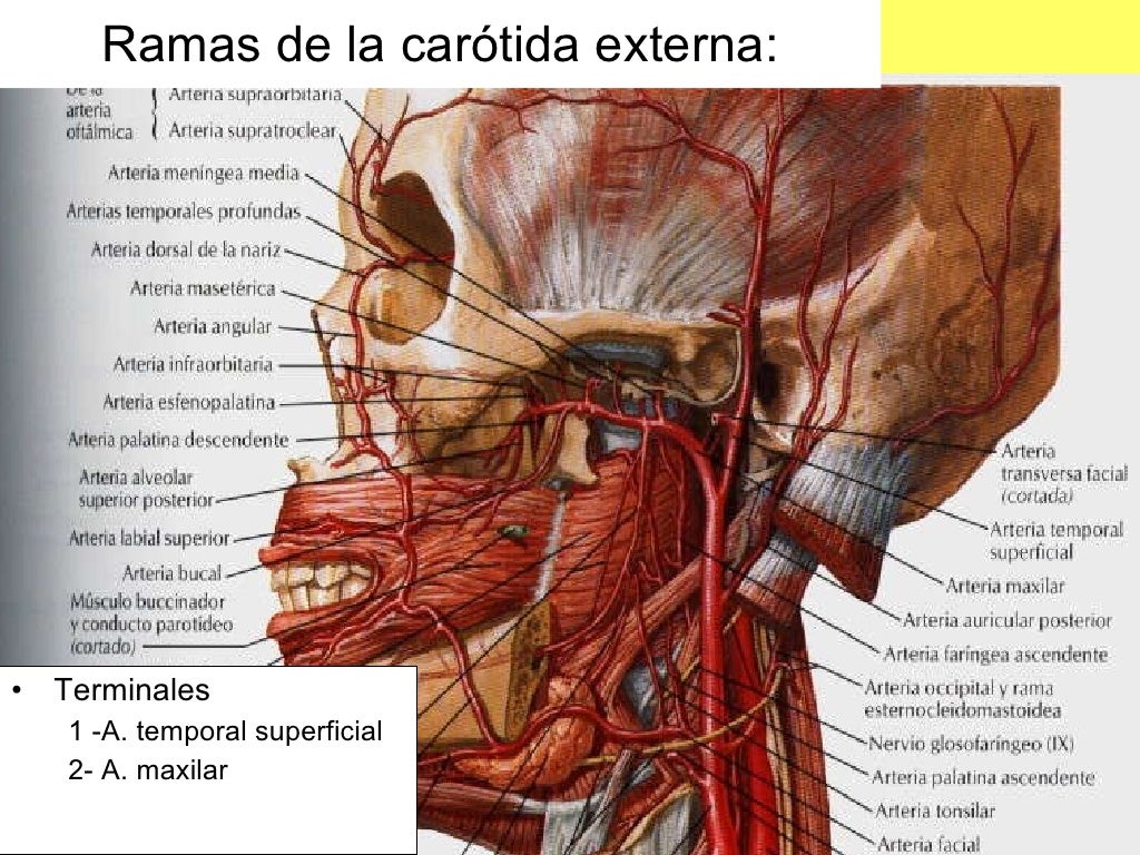 Arterias de cabeza y cuello