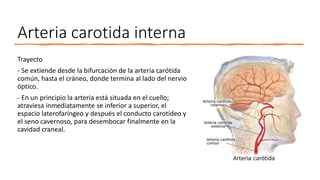 Arterias de cabeza y cuello.pptx