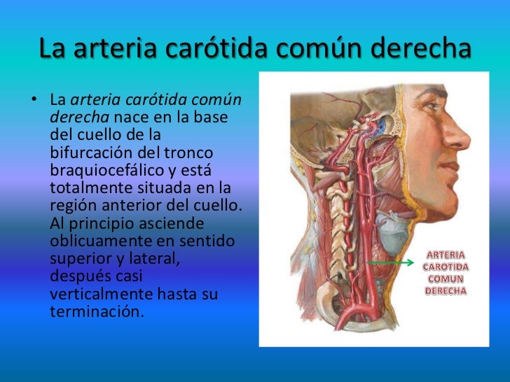 Arterias de cuello y cabeza
