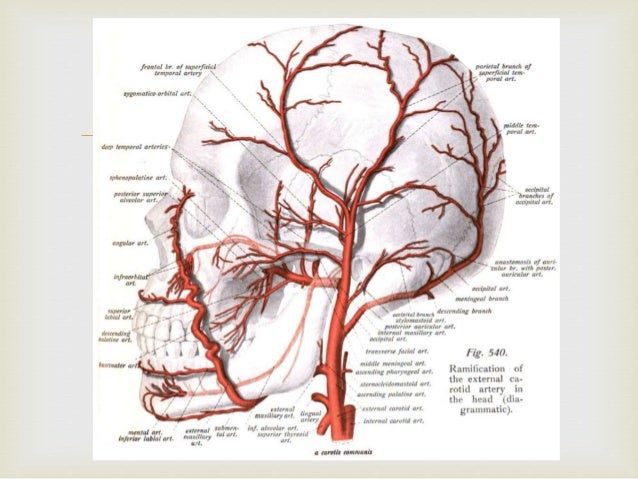Arterias de la cabeza